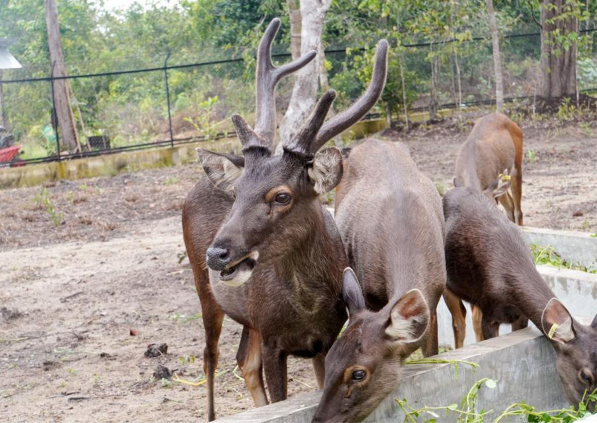 Mengenal Jenis Rusa - TopWisata