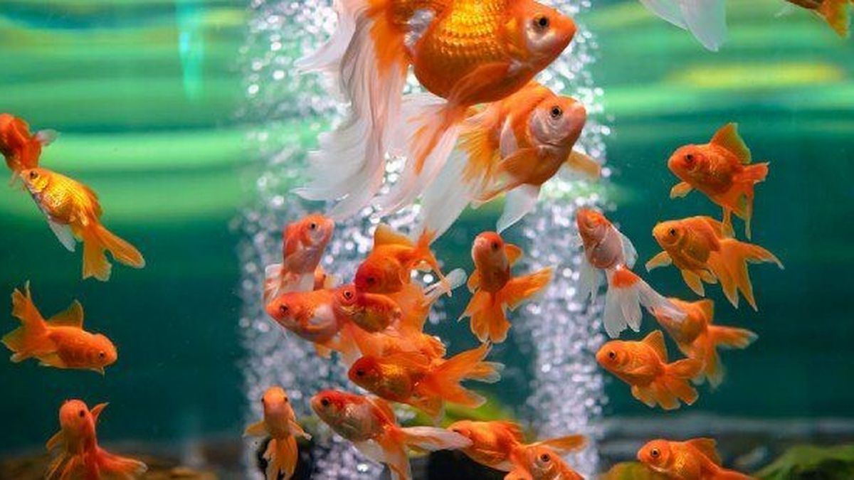 3 Jenis Ikan Koki Yang Paling Popular - TopWisata