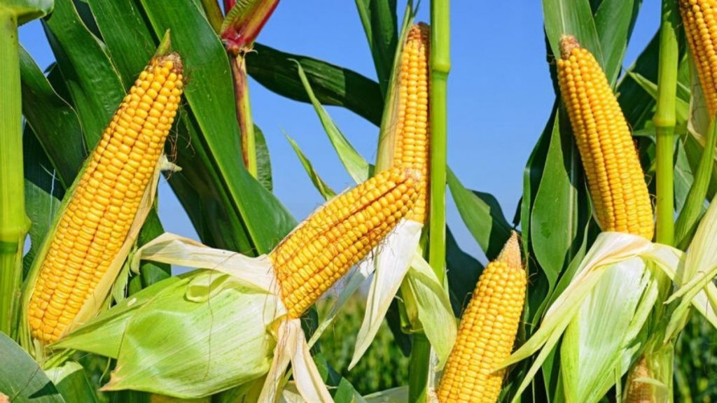 Tahapan Budidaya Tanaman Jagung Yang Baik Dan Benar - TopWisata